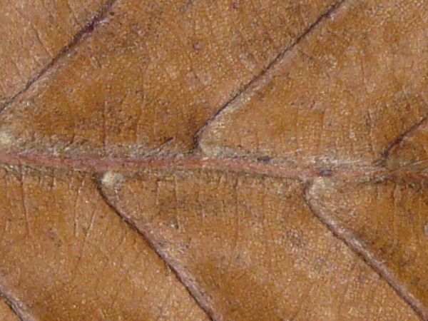 texture 0061 - Texturelib